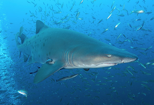 SANDTIGER SHARK