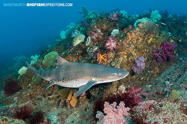 Shark Pictures - images of sharks and rays including pictures of great ...