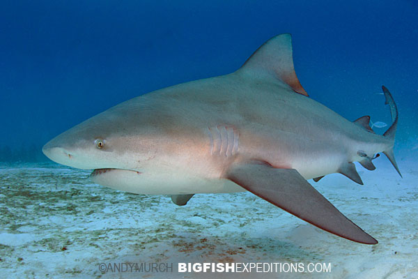Bull Shark Pictures - Images of Carcharhinus leucas the bull or zambezi ...