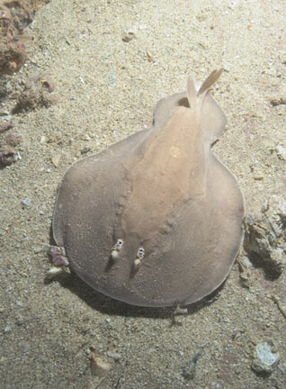 Varieta di pesci marini