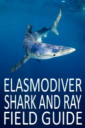 The Shark and Ray Field Guide: shark pictures and information about ...