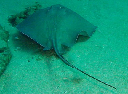 Varieta di pesci marini [2]