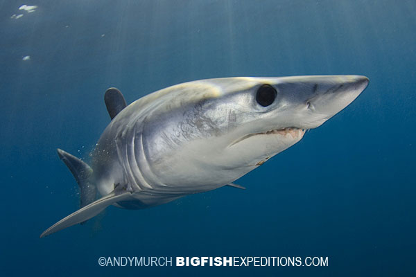 An open water encounter with an aggressive shortfin mako shark