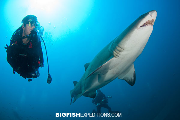 Sharkfest 2010 Trip Report. Sandtiger shark diving and shark film ...
